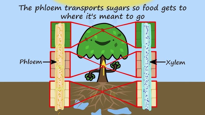 Plant Xylem And Phloem Diagram