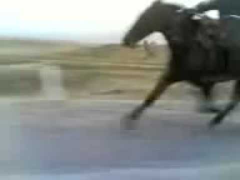 Yorqa at