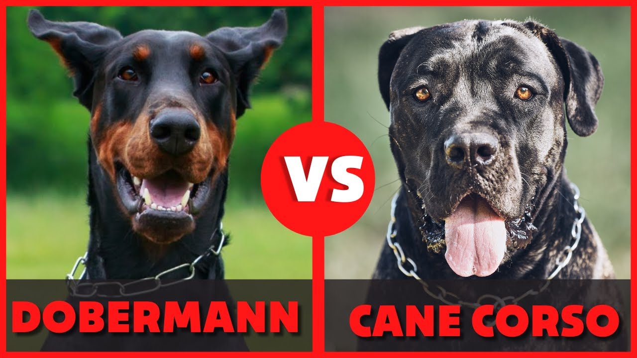 Cane Corso contro Dobermann | Quale razza è migliore? | Differenze tra ...