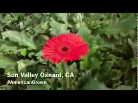 Sun Valley Field in Focus | Gerbera Daisies - YouTube