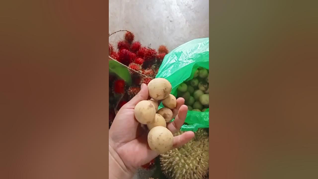 Buah langka khas kalimantan barat - YouTube