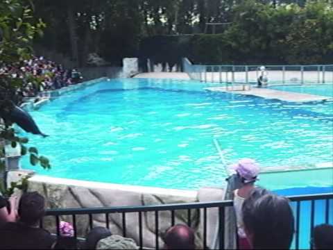 Spectacle d'otarie 2 - YouTube
