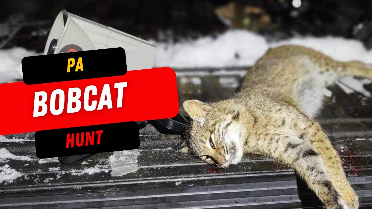 Pennsylvania Bobcat GOES DOWN!!! (Tips on what sound works for bobcat ...