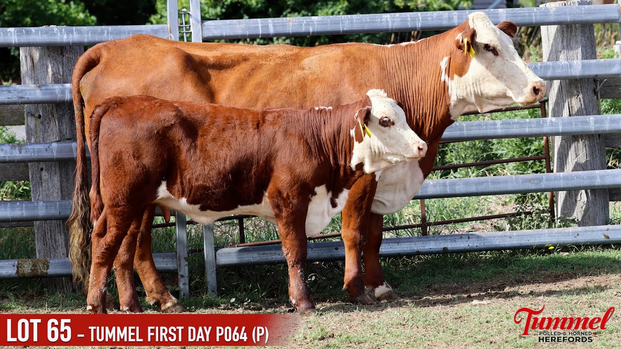 LOT 65 - TUMMEL FIRST DAY P064 (P) - YouTube