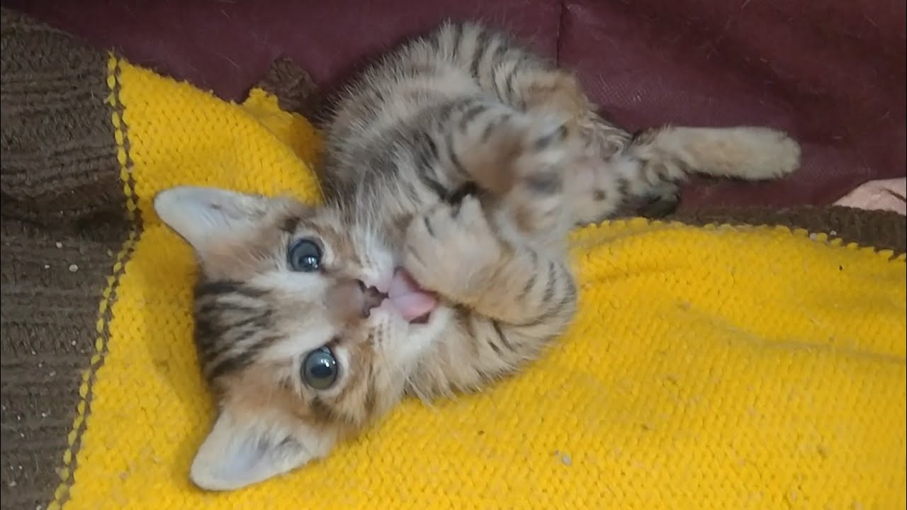 Mom Cat Not Grooming Her Baby Kitten So Cute Kitten Started To Groom Himself To Be A Clean ...
