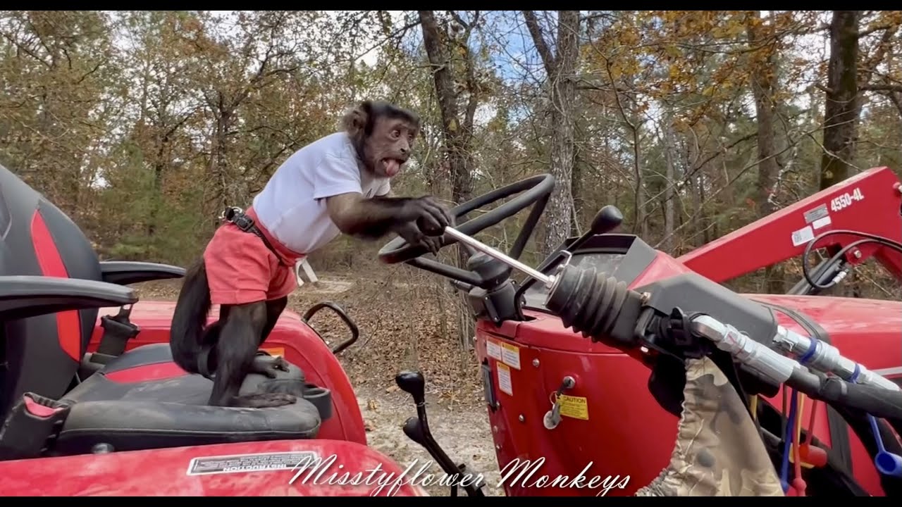 Monkey Toby & his red tractor 🚜 😍👍🏻😂 - YouTube