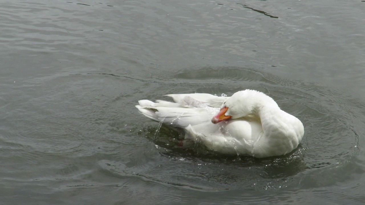 Ganso Doméstico - Anser Anser Domesticus - Domestic goose - YouTube