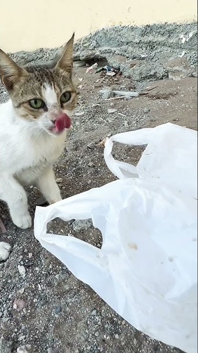 Hungry cat emotional # #meowing #irshadlifevlog #animals # ...