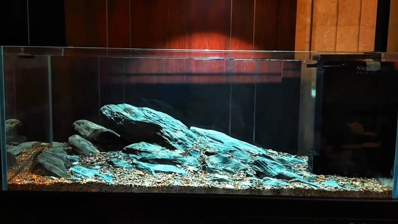 DIY Natural Stream Biome, Stream Biotope Masterclass From Wild to ...