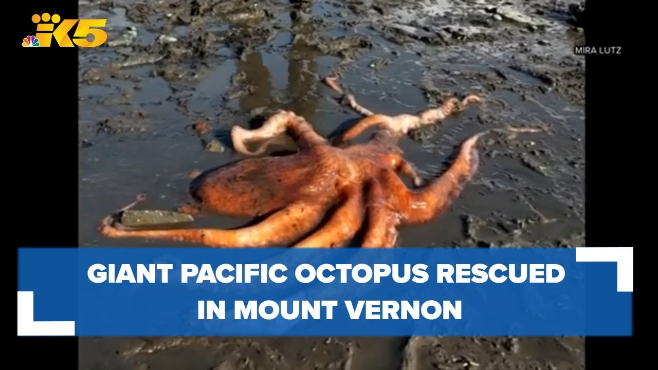 Giant Pacific octopus rescue in Mount Vernon caught on camera - YouTube