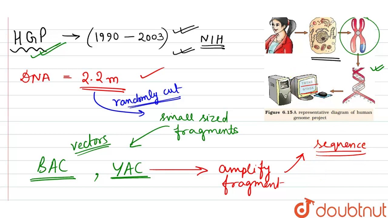 Human Genome Project Sequencing