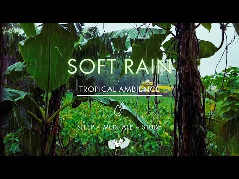 Soft Rain On Leaves | NO MIDROLL ADS | Soothing Gentle Rain Sounds For Sleeping🌧