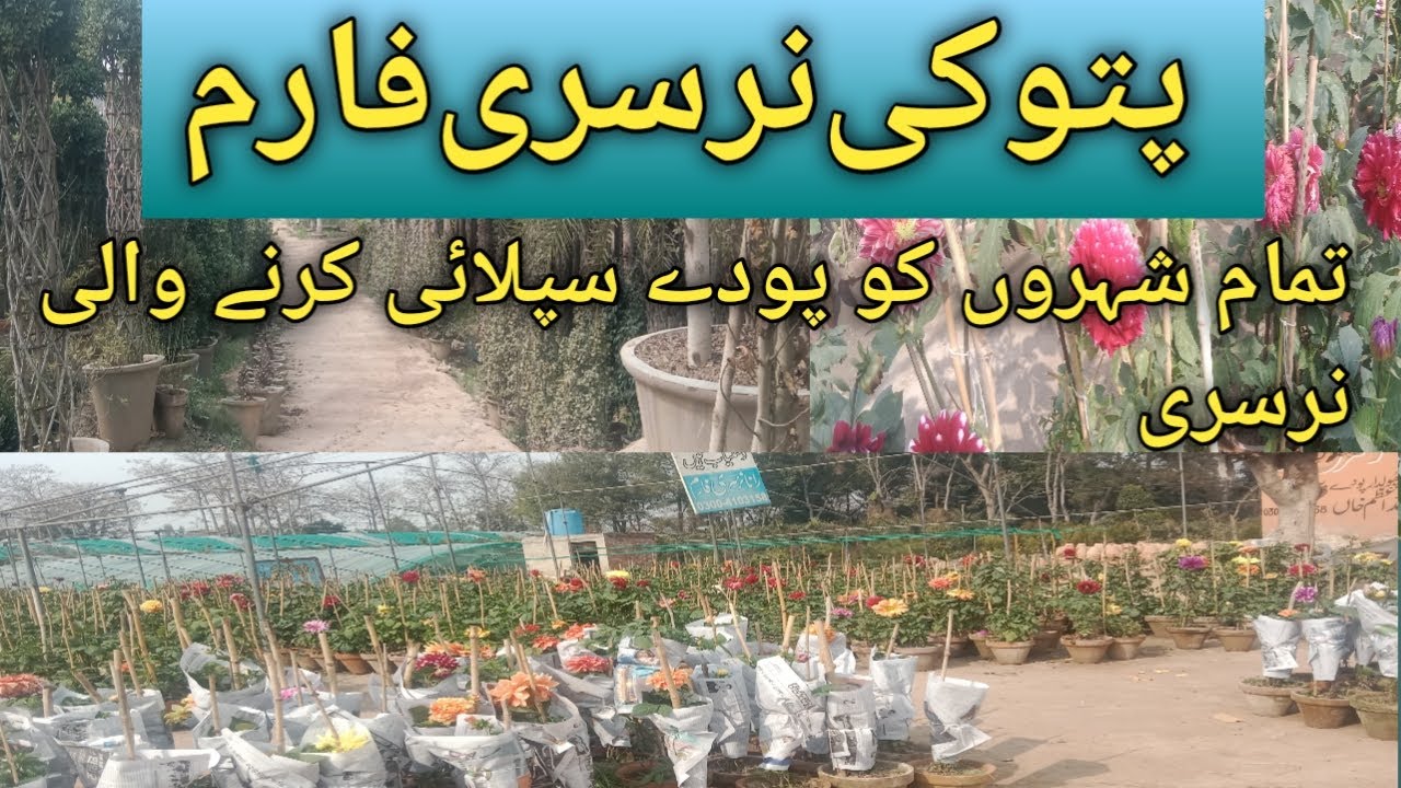 Pattoki nursry farm \plants supply - YouTube