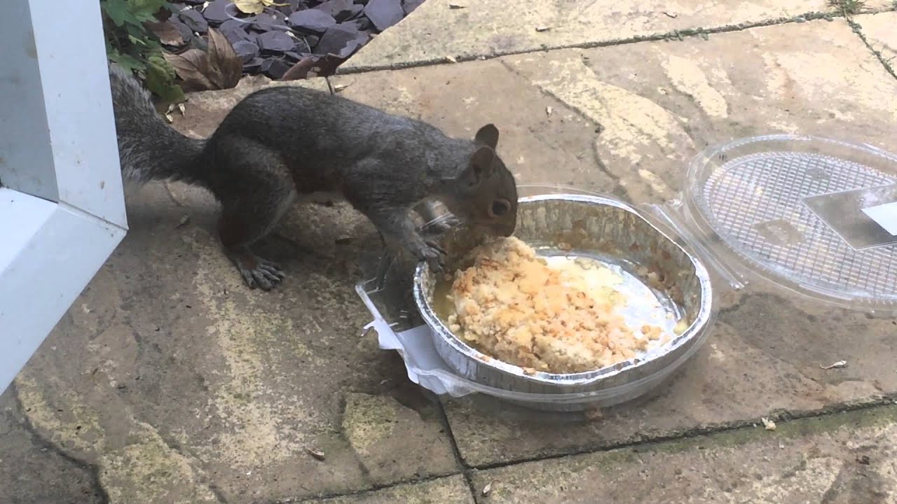 Squirrel eating apple pie - YouTube