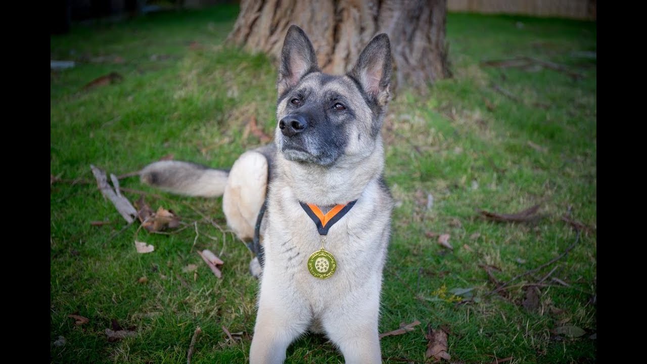 Boo - GSD x Akita - 4 Weeks Residential Dog Training - YouTube