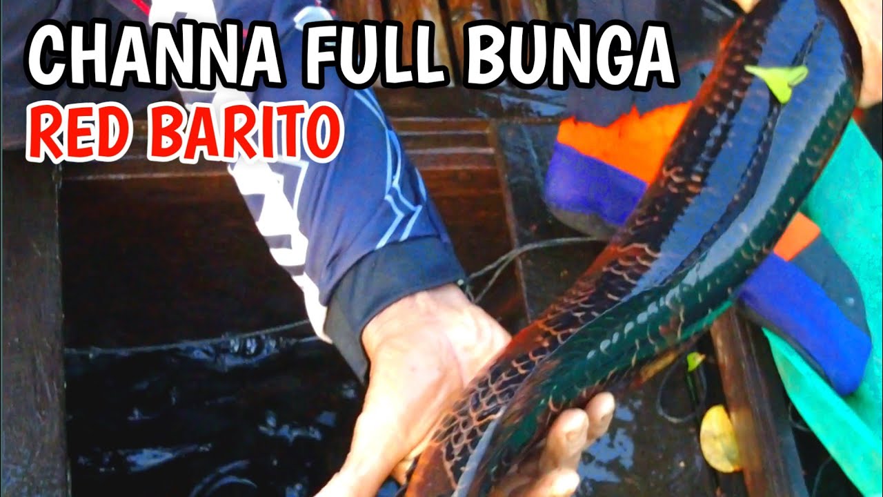 IKAN CHANNA MARU RED BARITO FULL BUNGA - YouTube