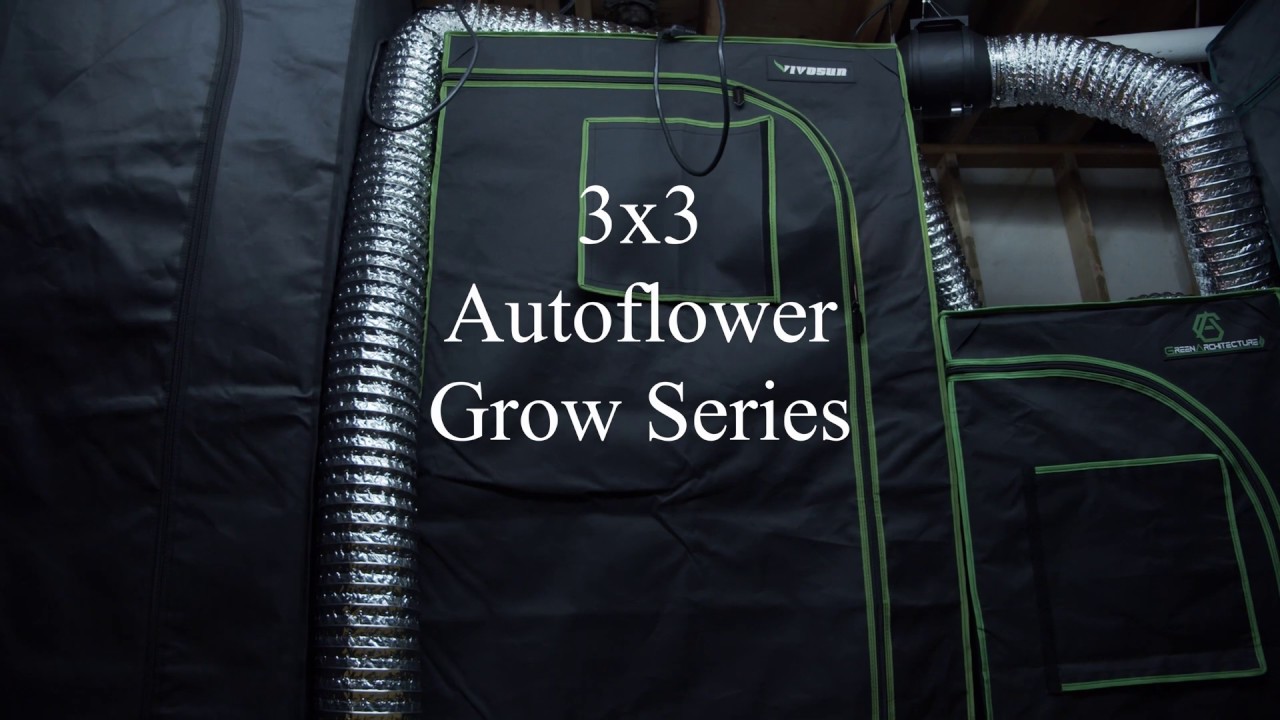 3x3 Auto Flower Grow - Week 5 Grow 1 - YouTube