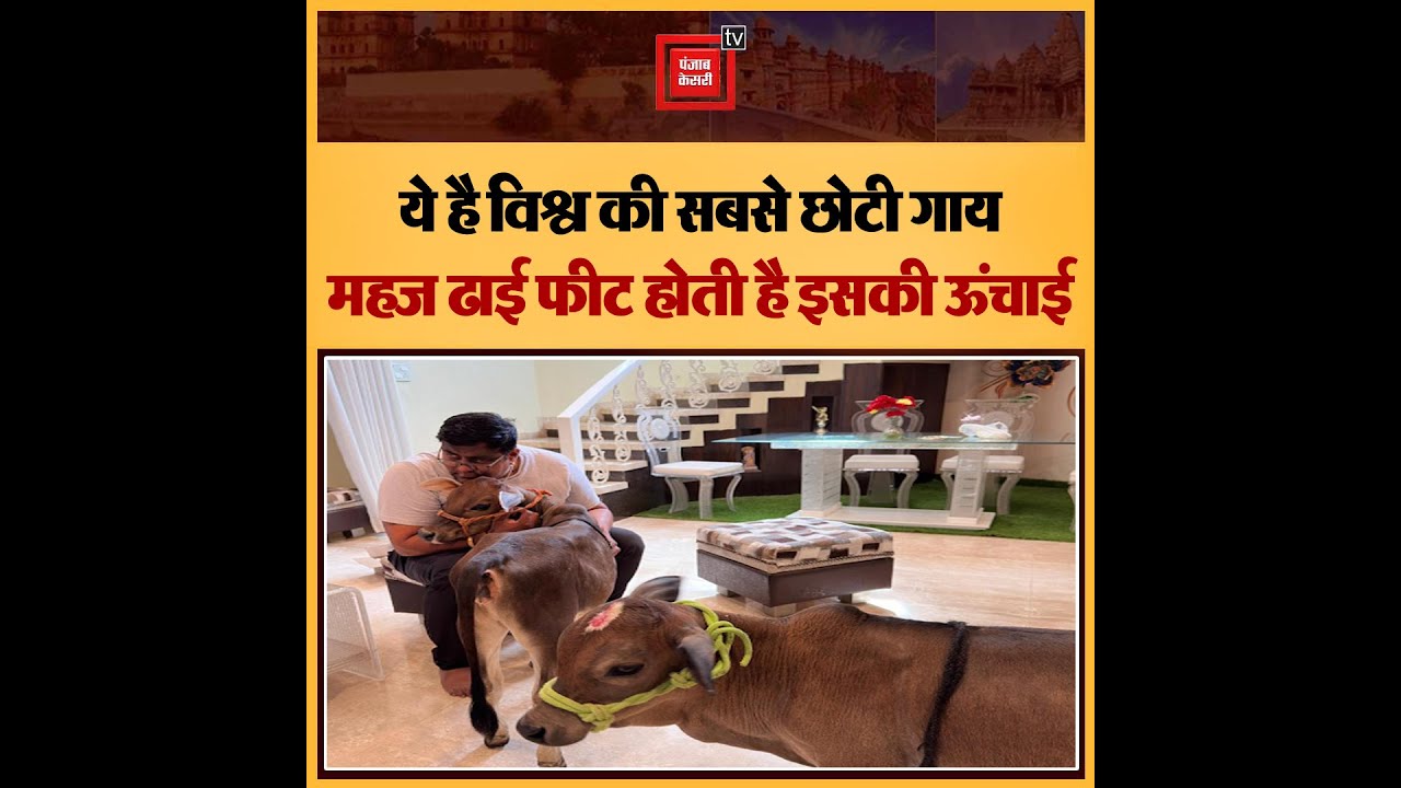 विश्व की सबसे छोटी नस्ल की गाय खरगोन में आंध्रप्रदेश के चित्तूर में