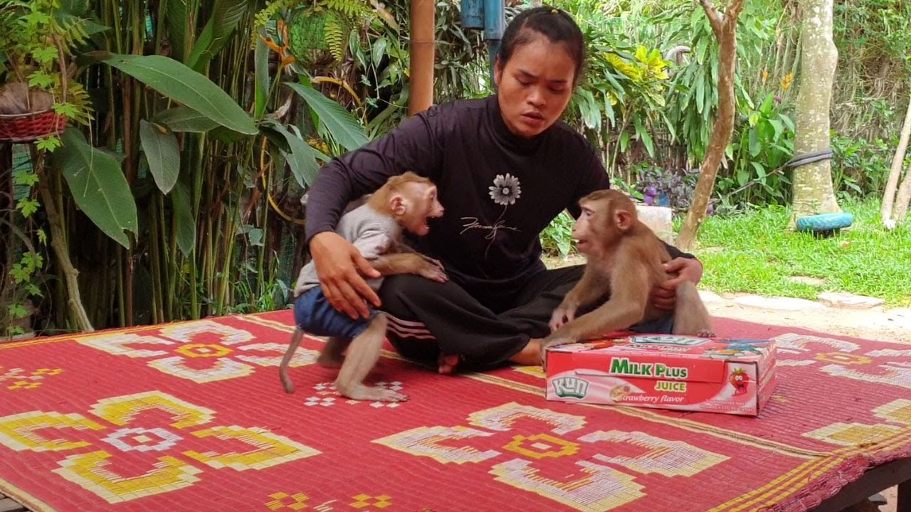 MG Cute small monkey Yoko very angry because Koko sitting on box milk ...