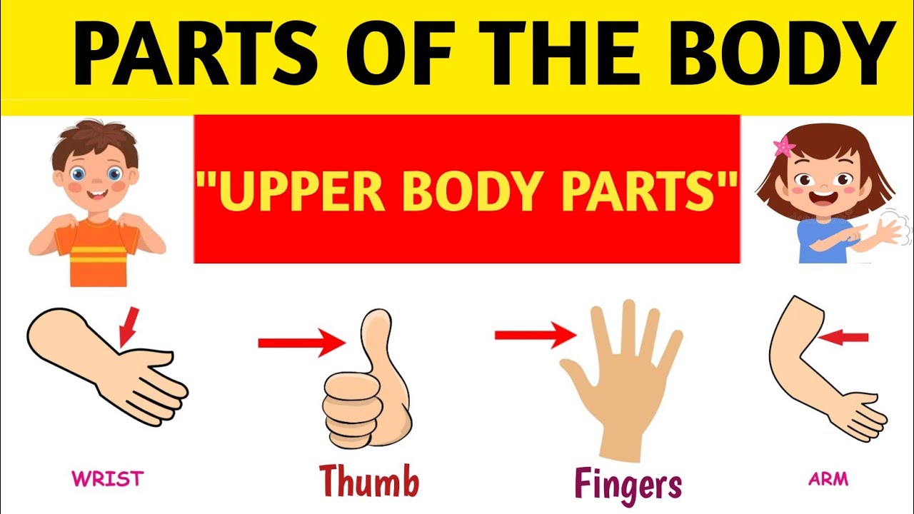 Parts Of Body Name In English | Upper Body Parts|Learn Body Parts For ...