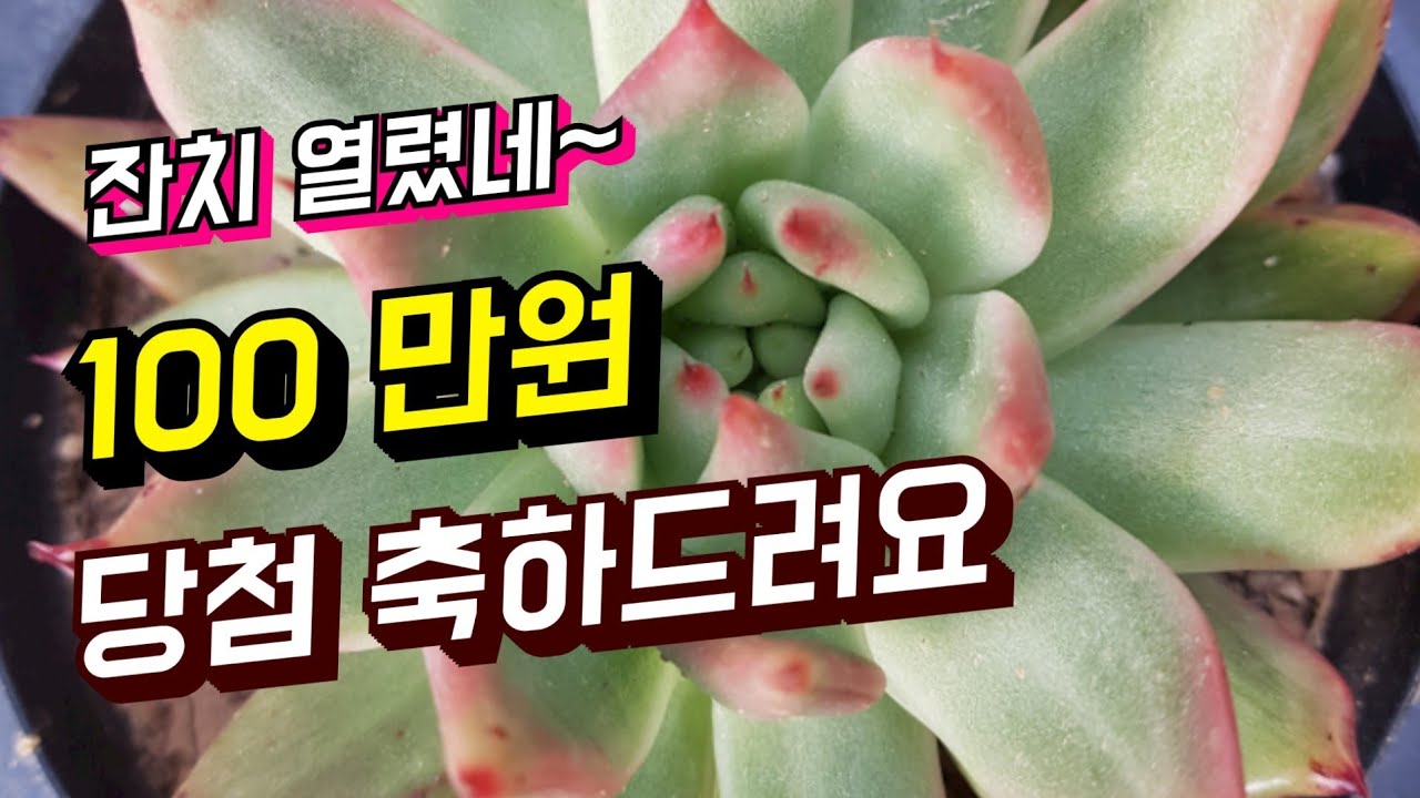 인천다육 금요일 오후3시 신상다육 입고 인천다육도매 다육이싼집신상다육세일화분세일국민다육천원다육다육이다육이름