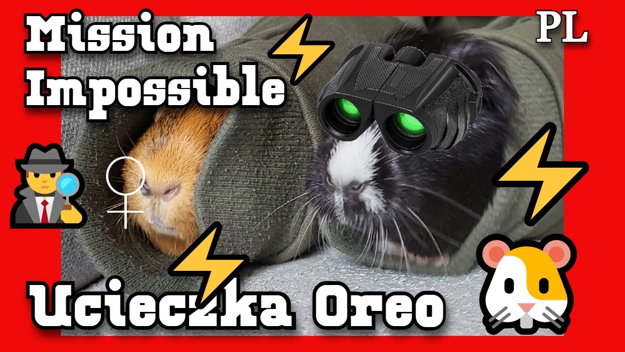 Mission impossible – Odważna Ucieczka Oreo! 🐹🎬 - YouTube