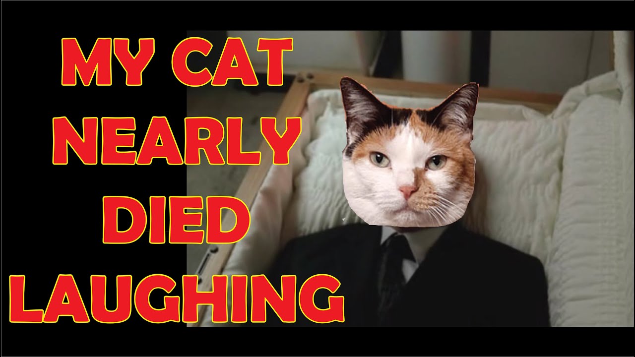 MY CAT NEARLY DIED LAUGHING! - YouTube