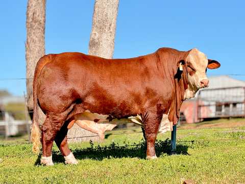 Lot 141 Braford National Sale 2026