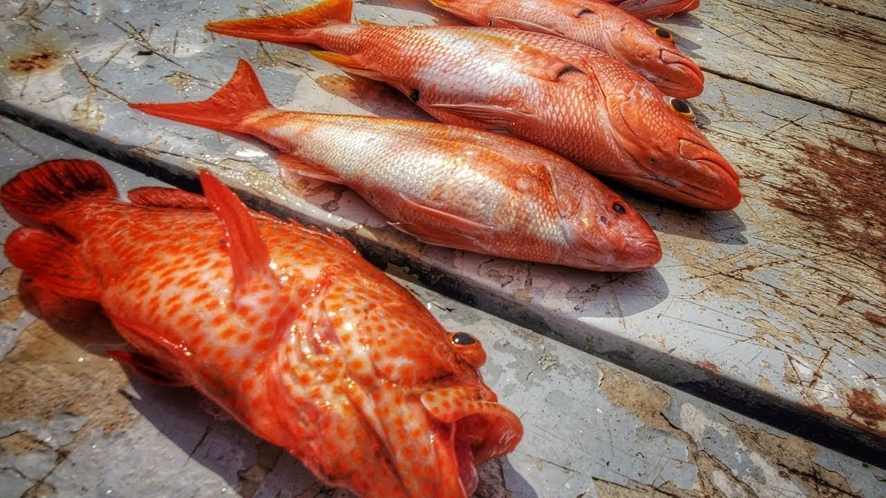 WILD Deep Sea Fishing in Mexico with Makaira Charters! - YouTube