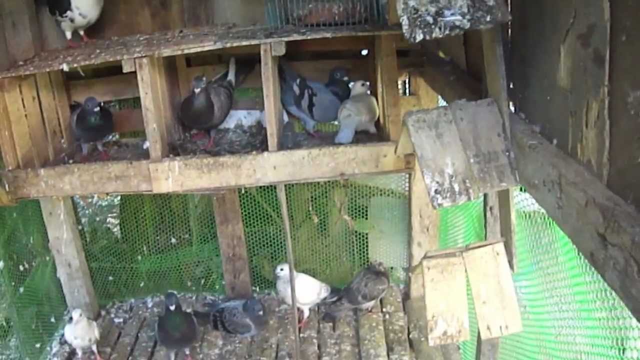 Racing Pigeon/kalapati ni kerch@Iriga City - YouTube
