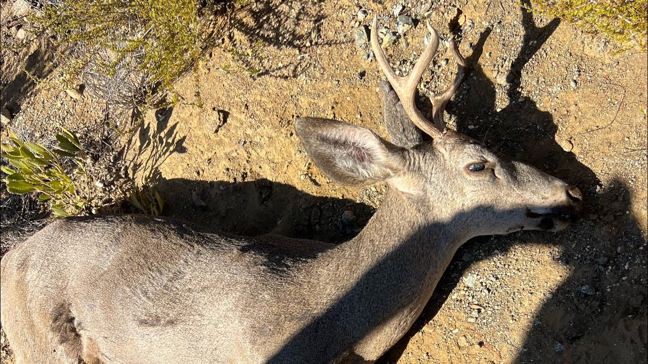 Apertura zona 11 California cacería de venado - YouTube