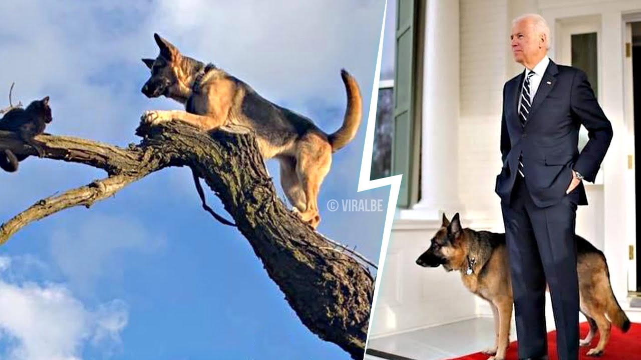 The 10 Famous Dogs Who Changed History - YouTube