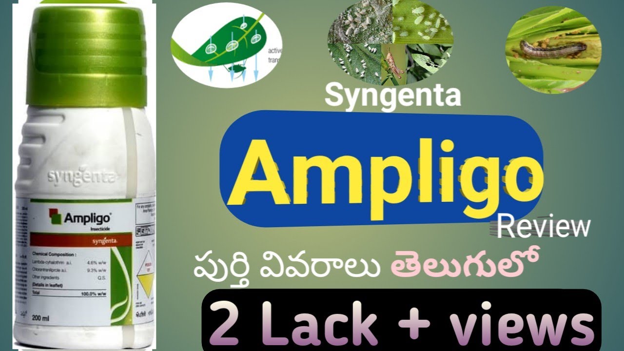 Syngenta Ampligo insecticide Full details తెలుగులో | Ampligo prize,dose ...