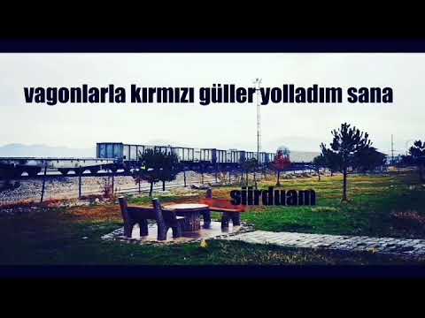 kırmızı güller
