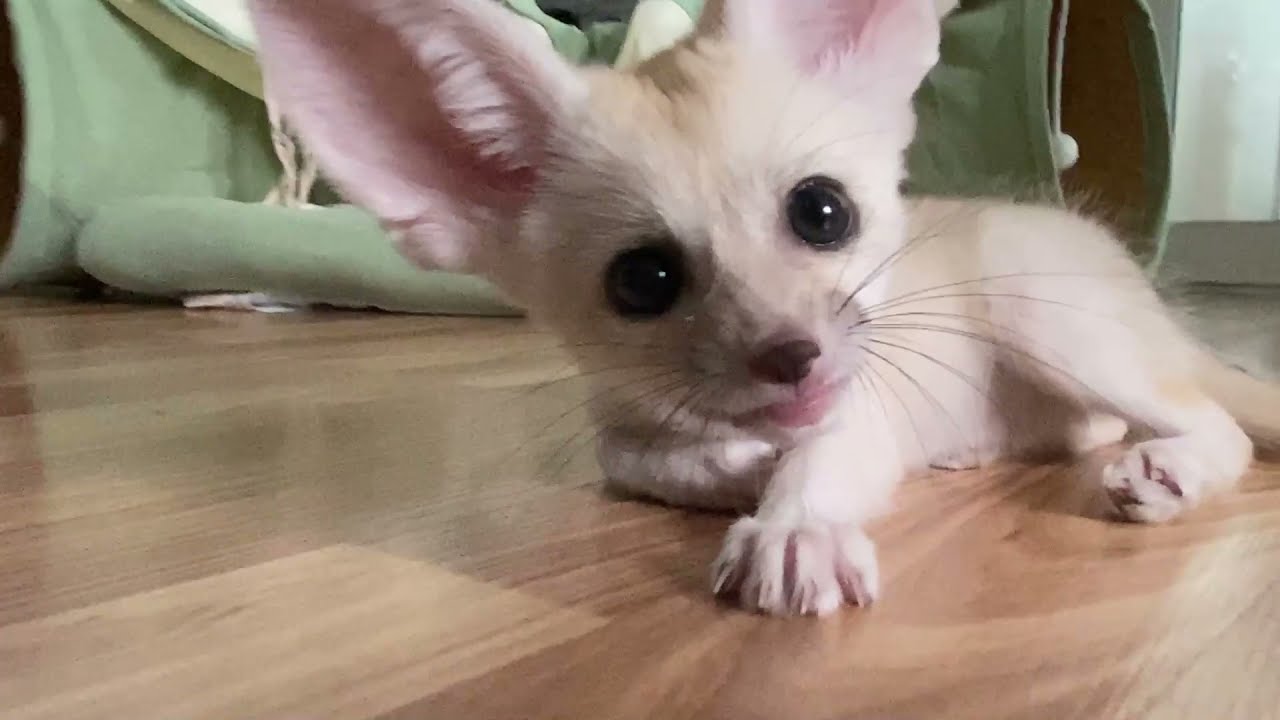 Fennec Fox puppy explores new toy - YouTube