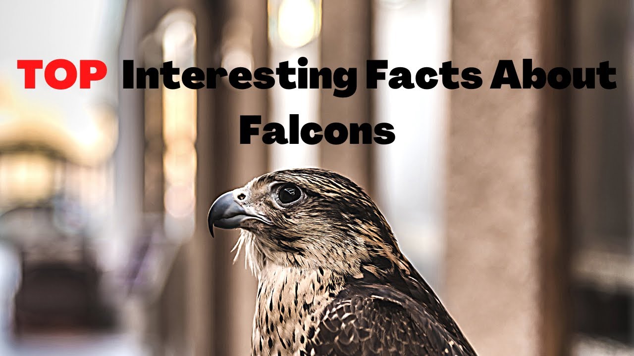 TOP Interesting Facts About Falcons pART1 - YouTube