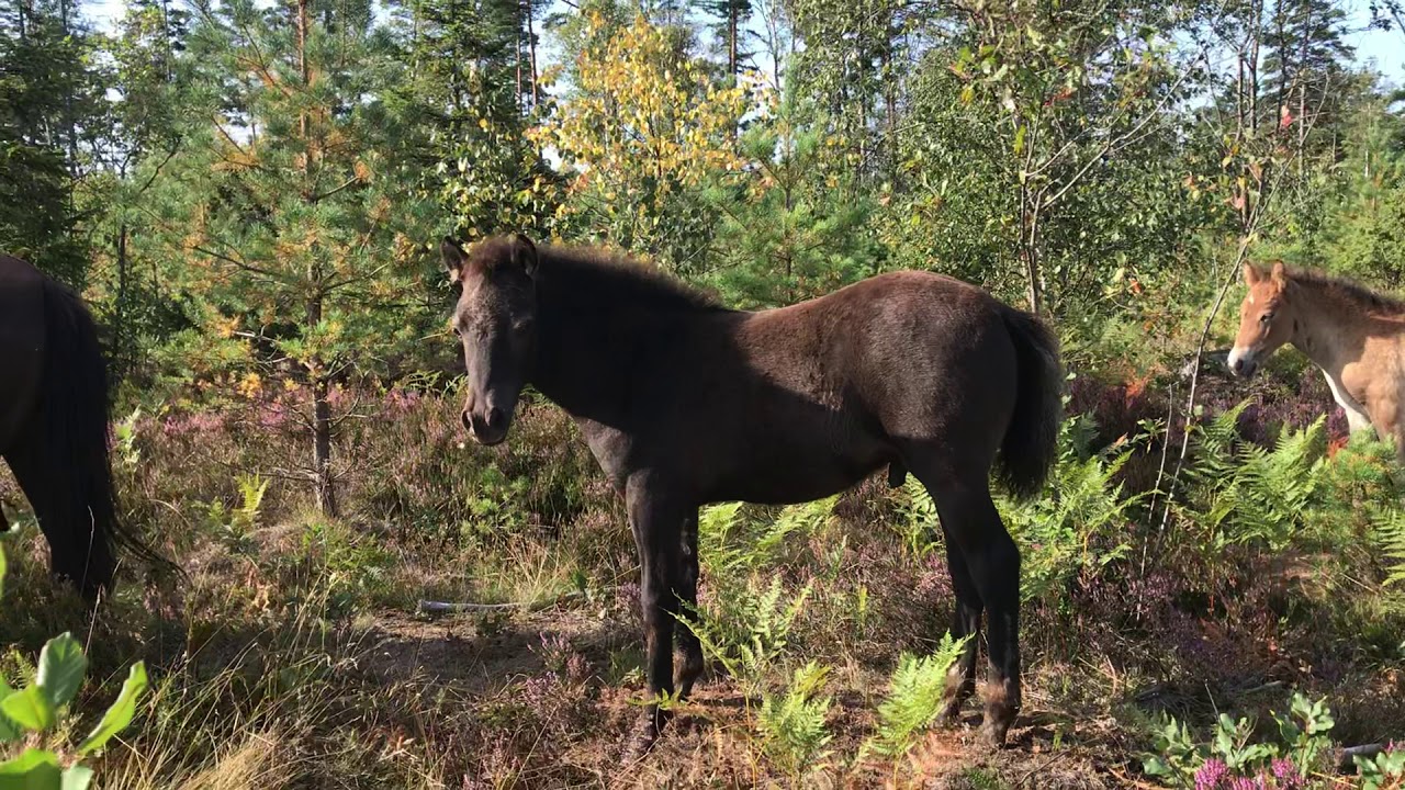 Sippan hingst 13aug Anna ericsson - YouTube