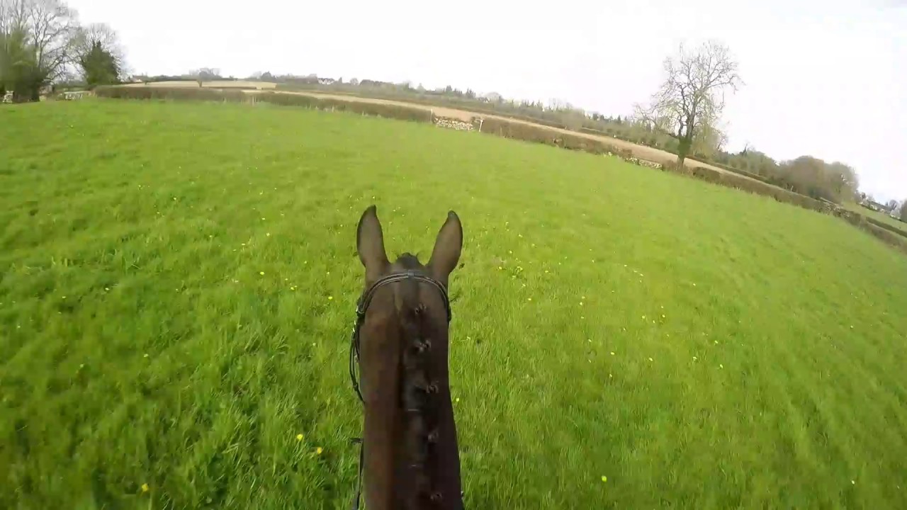 Cavalier Belfoire - Limerick Harriers Hunter Trials @ Ballycahane ...