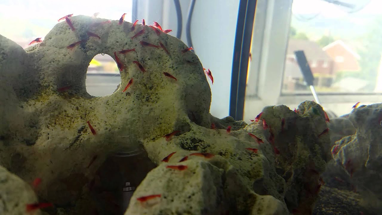My 17 Gallon Opae ula tank - YouTube