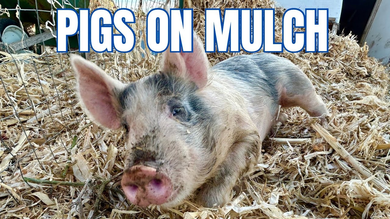 🐖 Deep Bedding for the Pig Pen - YouTube