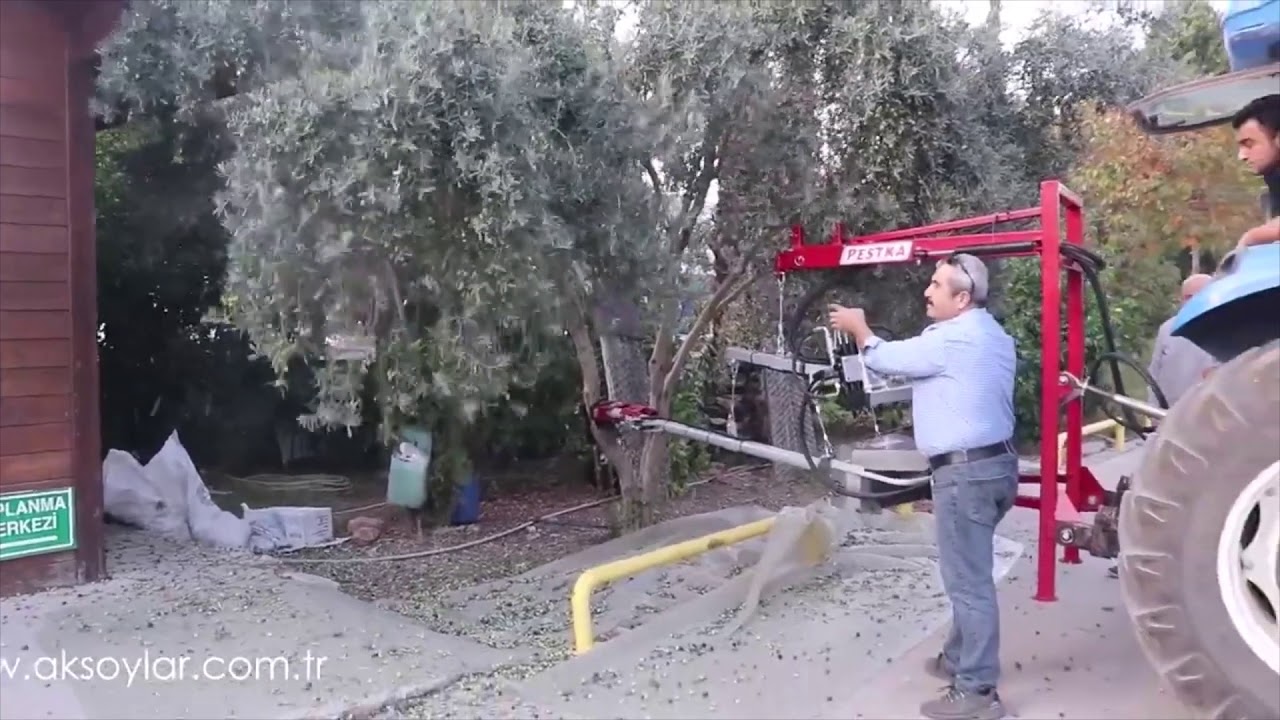 Harvest of organic olives with mechanical trunk shaker PESTKA - YouTube
