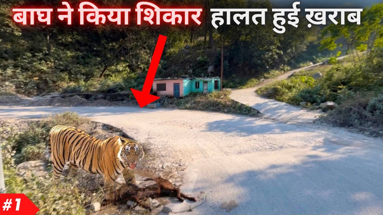 Tiger Attack Jim Corbett National Park | Dangerous Drive to Maidavan ...