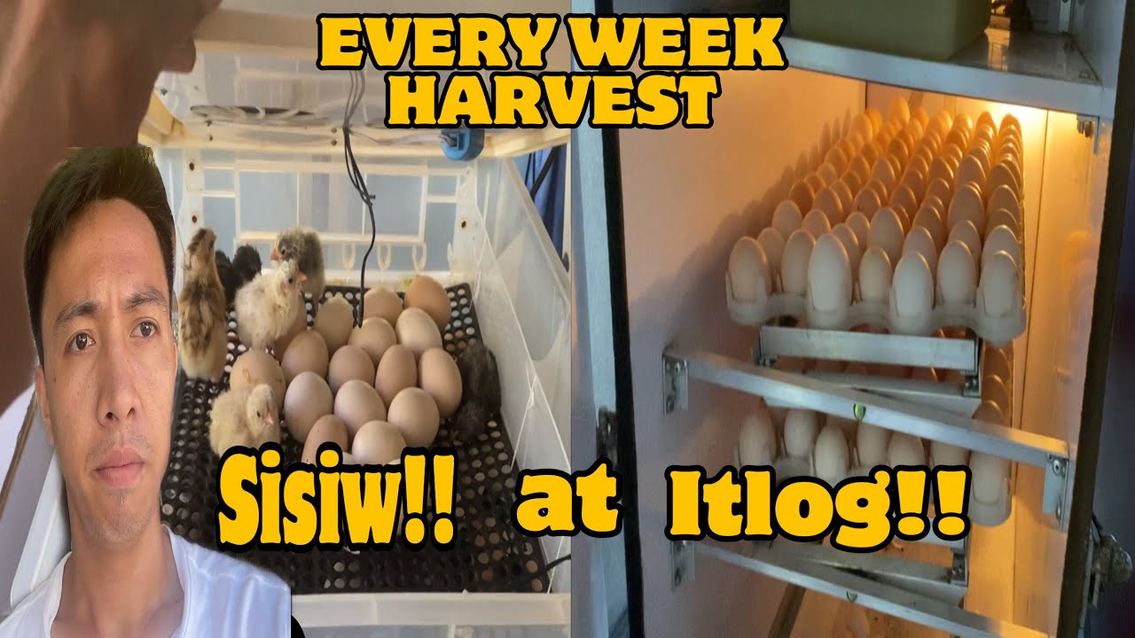 EVERY WEEK HARVEST NG SISIW AT ITLOG SA ATING MANOKAN - YouTube
