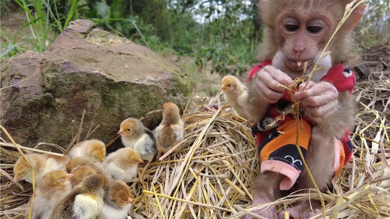 BiBi Monkey With Baby Chicken - Monkey Animal Home Bon Bon - YouTube