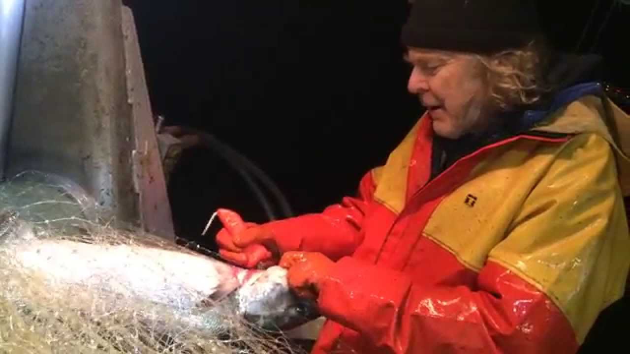 Salmon Fishing in Seattle's Harbor w/ Loki Fish Co. & Pangeality ...