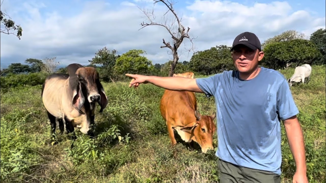 Toro indobrazil de un amigo, y estas son las 70 manzanas de tierra a la ...