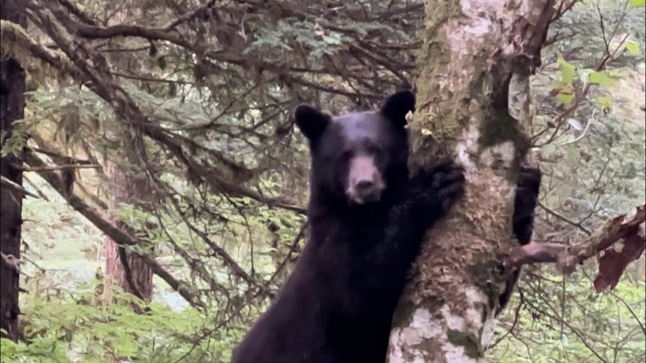 Black bear raw video. 8/13/2024 - YouTube
