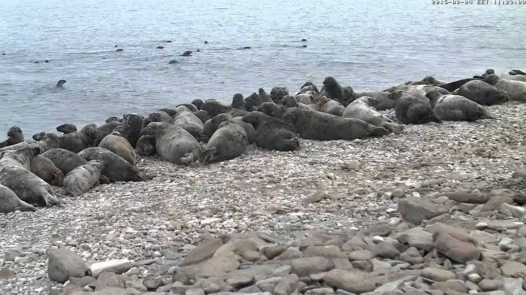 Hyljes 2015 02 04 Seals, two Swans landed, and Eagle call - YouTube