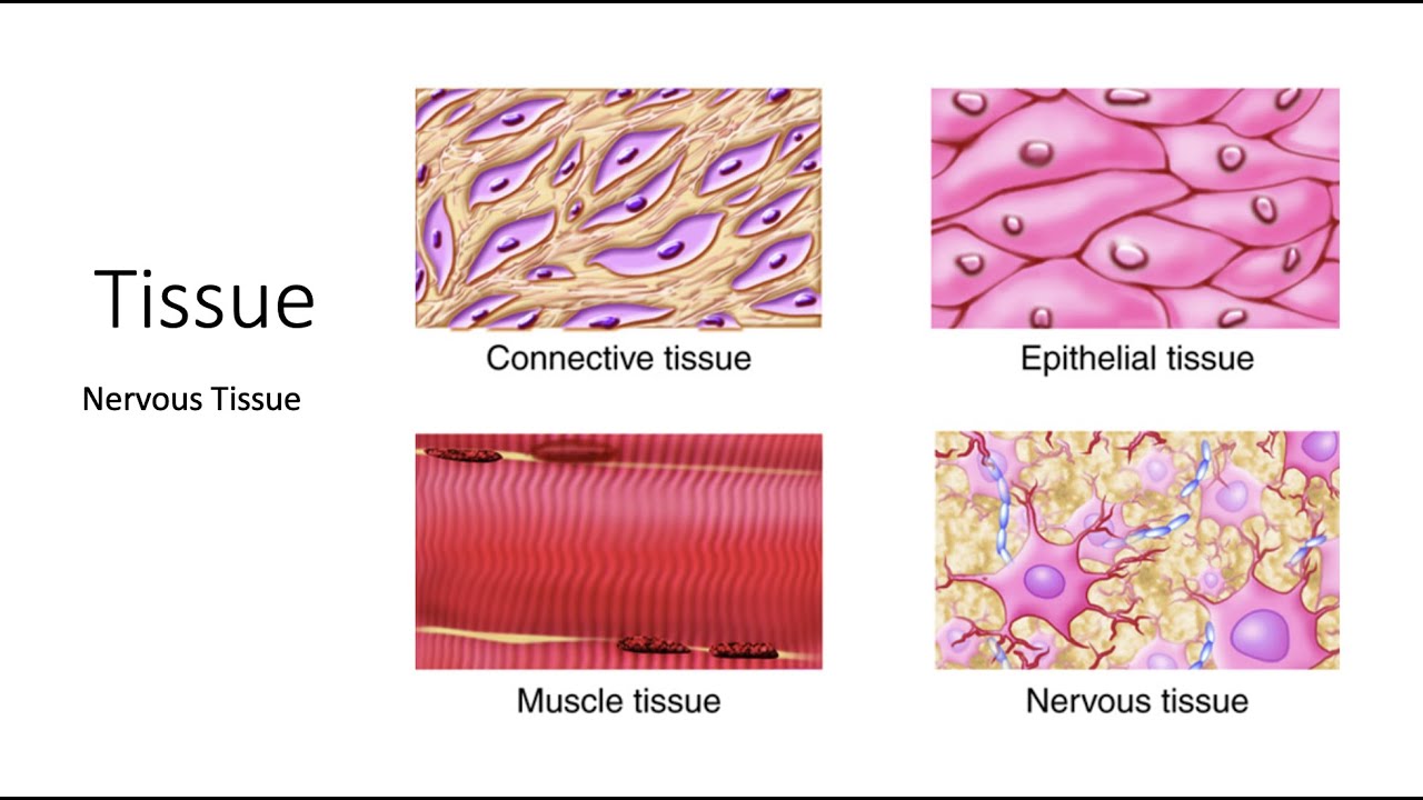 Nervous Tissue - YouTube