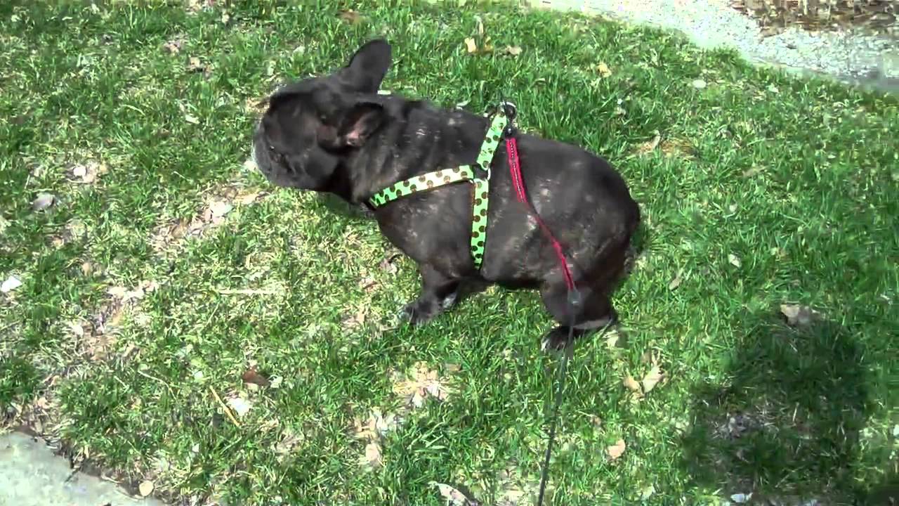 Bulldog frances se asusta de su propio peo - YouTube
